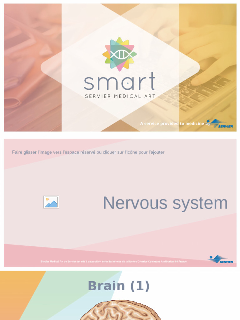 Nervous System | PDF | Neuroanatomie | Télencéphale