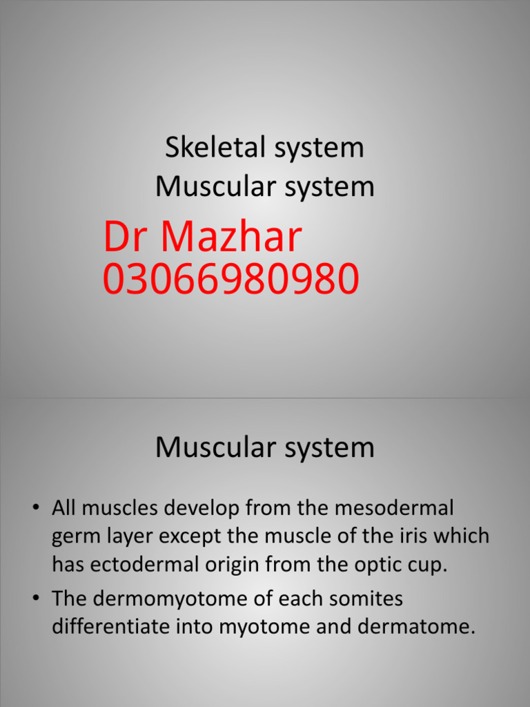 Muscular System Development ... DR Mazhar 03066980980 | PDF | Muscle ...