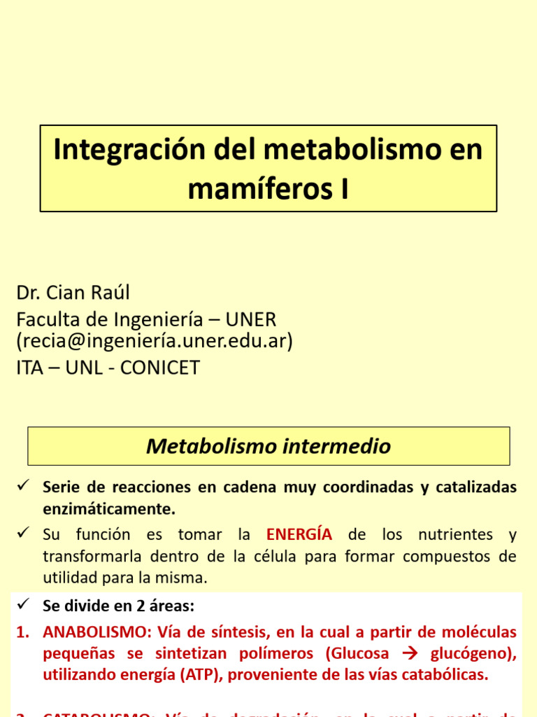 Integración Del Metabolismo en Mamíferos I 2020 | PDF | Digestión | Glucógeno