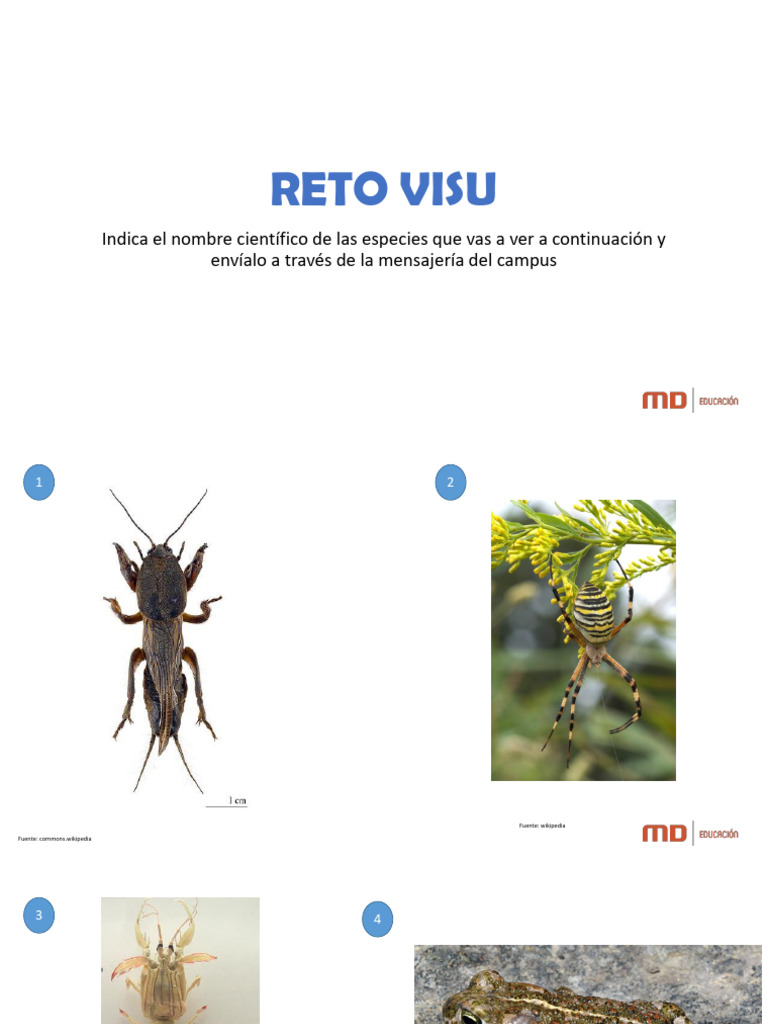 Resto Visu 1 | PDF