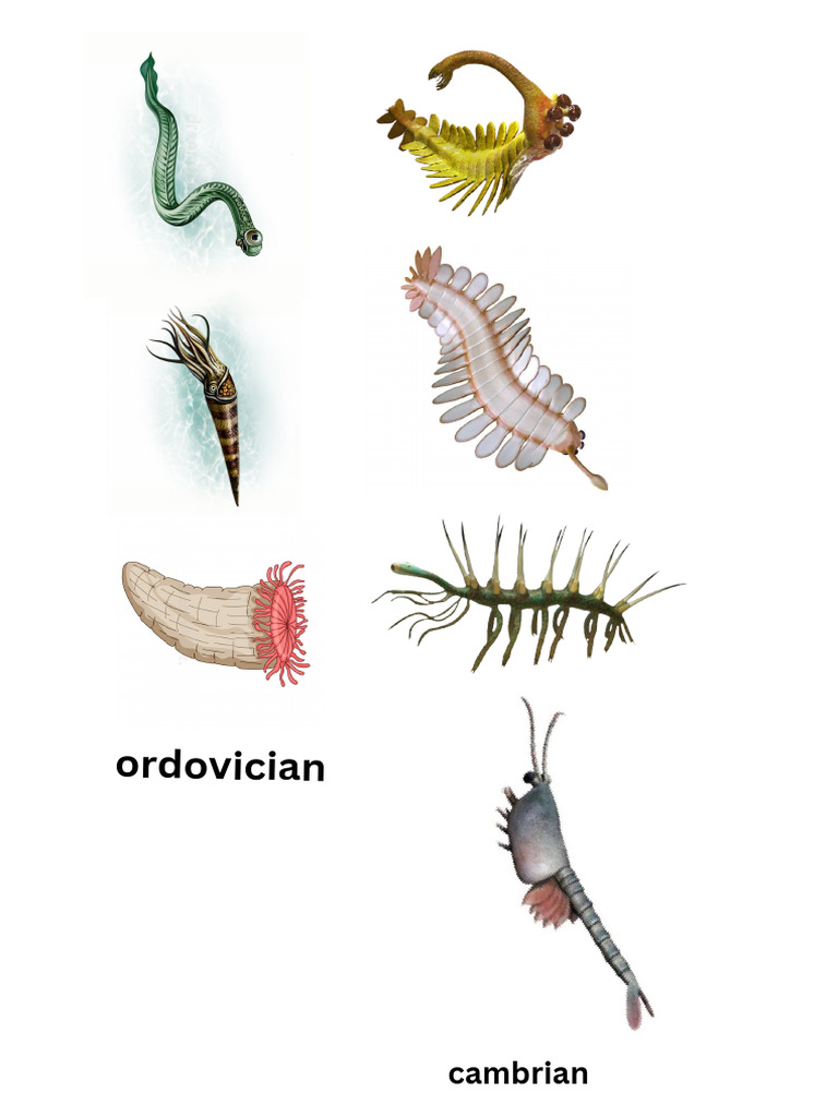 Cambrian | PDF