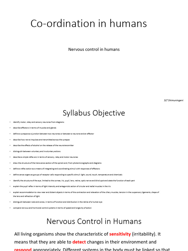 Human Nervous System Coordination Guide | PDF | Neuron | Motor Neuron