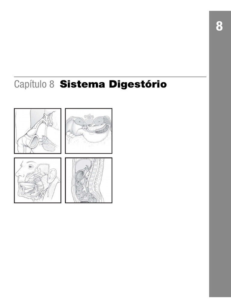 Anatomia Do Sistema Digestório - Netter | PDF