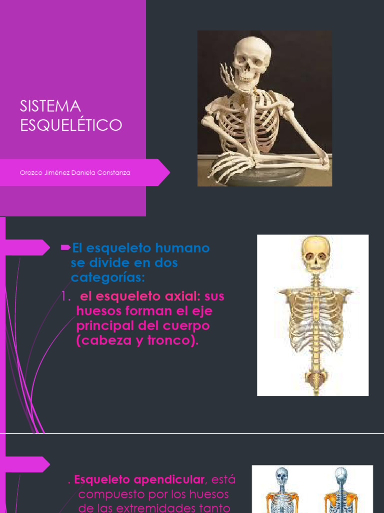 Articulaciones Material de Estudio Uwu | PDF | Articulación | Hueso