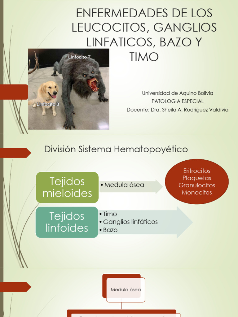 Enfermedades de Leucocitos y Linfáticos | PDF | Leucocito | Linfoma