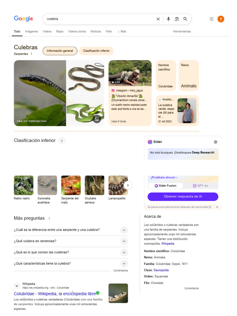 Culebra - Buscar Con Google | PDF | Serpiente | Zoología