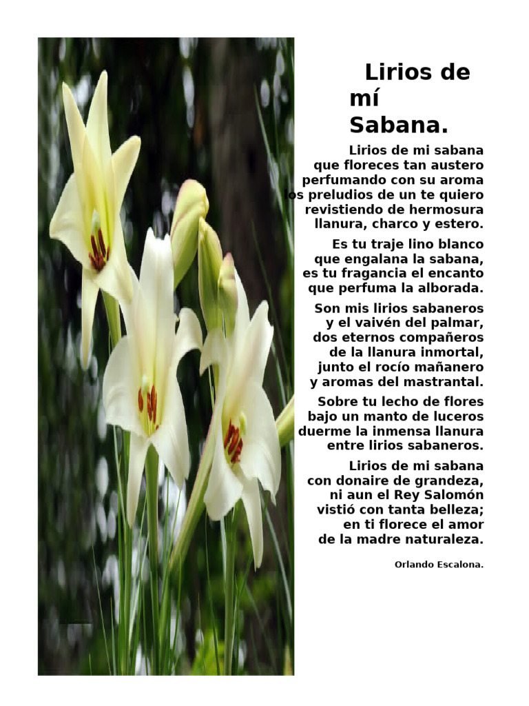 Poema Lirios de Mi Sabana | PDF