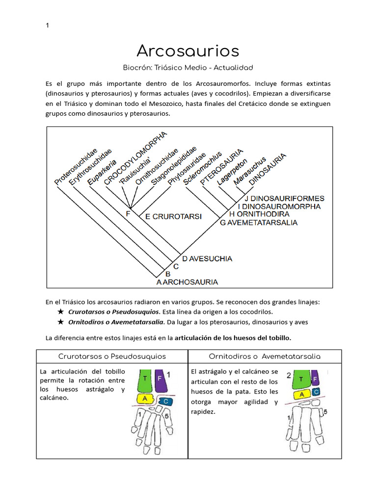 2 Arcosaurios | PDF | Dinosaurios