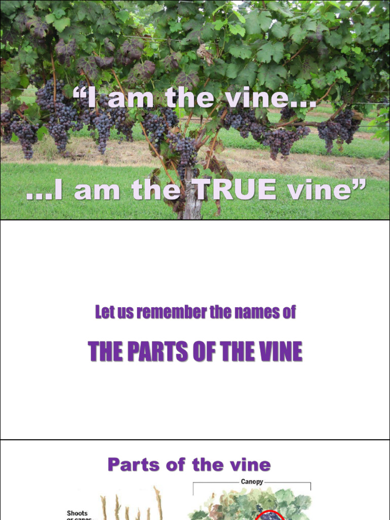 I Am The Vine - I Am The TRUE Vine | PDF | Jesus | Religious Belief And ...