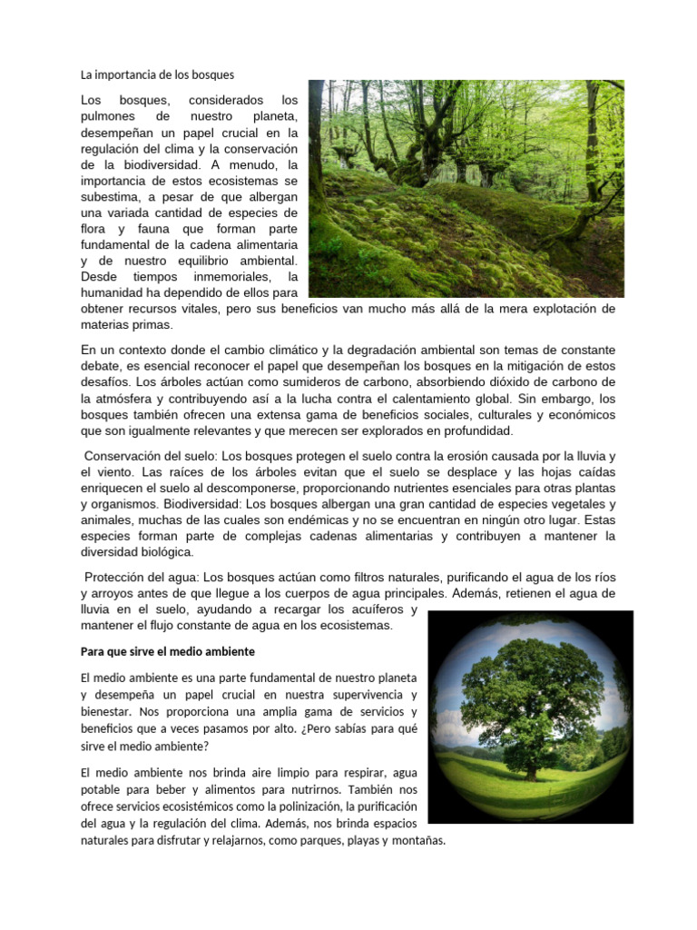 La Importancia de Los Bosques | PDF | Entorno natural | Los bosques