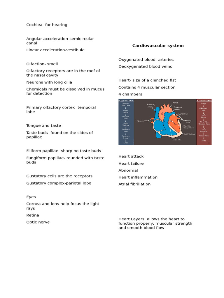 Anaphy Lab (Senses and Cardio) | PDF | Heart | Atrium (Heart)