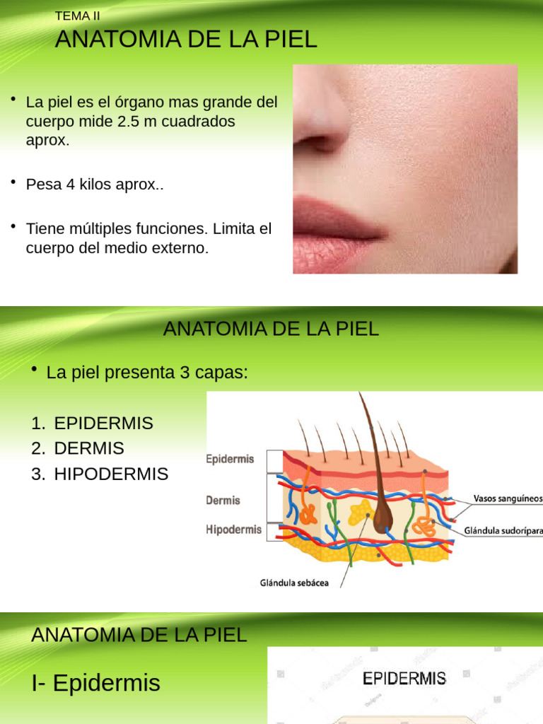 Dermato 2 | PDF | Piel | Epidermis