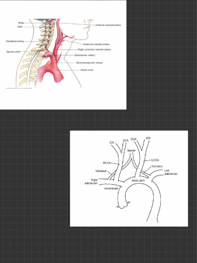Anatomy | PDF