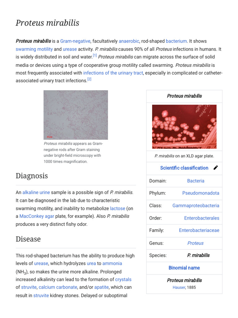 Proteus Mirabilis - Wikipedia | PDF | Bacteria | Microbiology