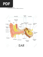 3 Life Sciences Grade 12 EAR STRUCTURE AND FUNCTION | PDF | Ear | Hearing