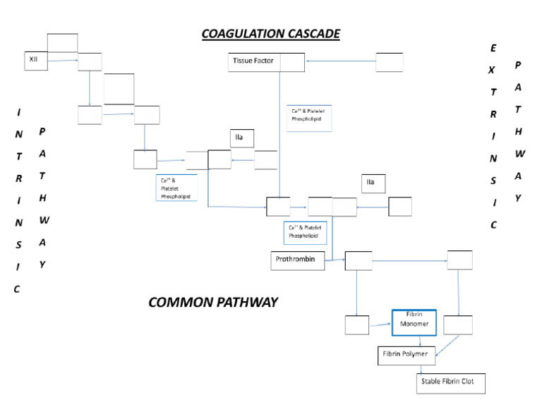 Coagulation Cascade Test | PDF