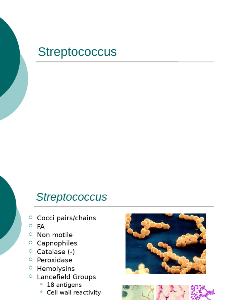 Streptococcus ppt 2024 | PDF