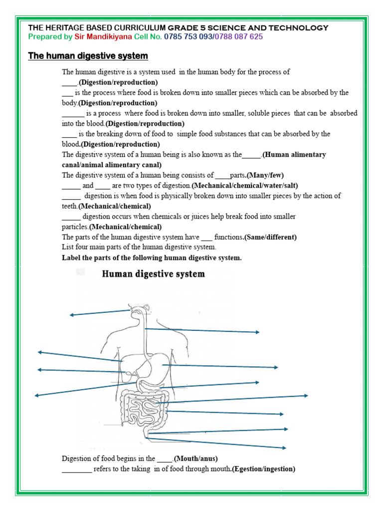 Grade 5 Digestive System Overview | PDF | Digestion | Stomach