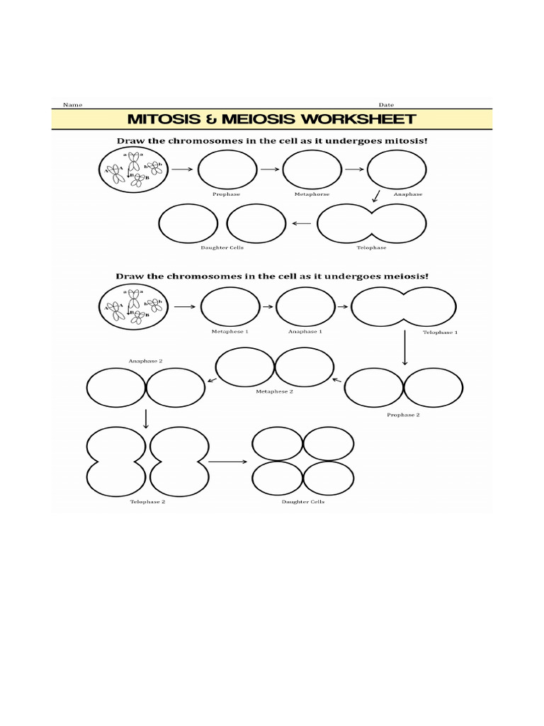 printablee.com-meiosis-cell-cycle-worksheet-and-answers_220162.jpg | PDF