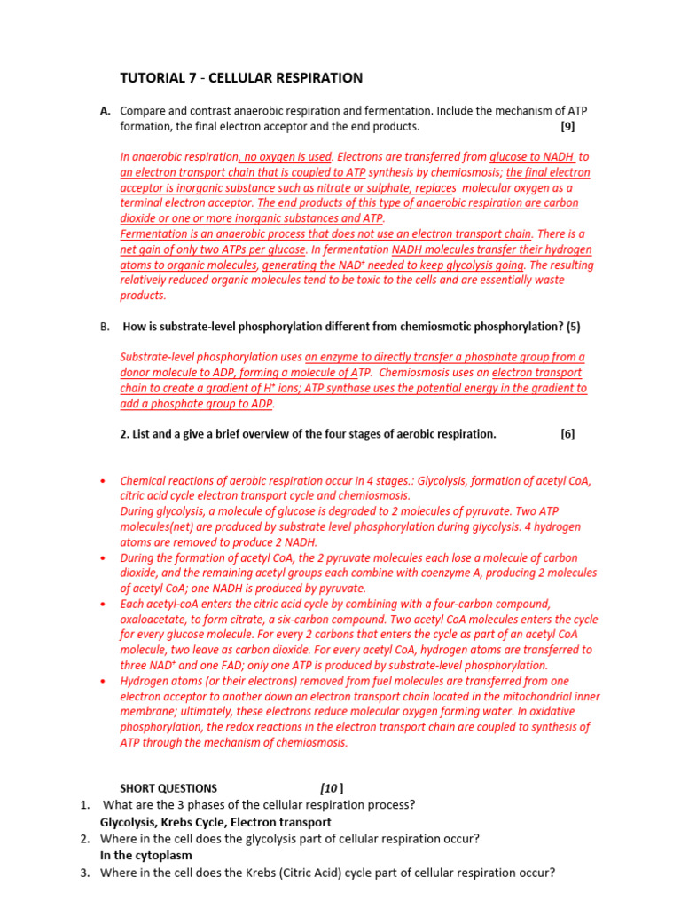 TUTORIAL7.RESPIRATION 2024 MEMOdoc | PDF | Cellular Respiration | Adenosine Triphosphate