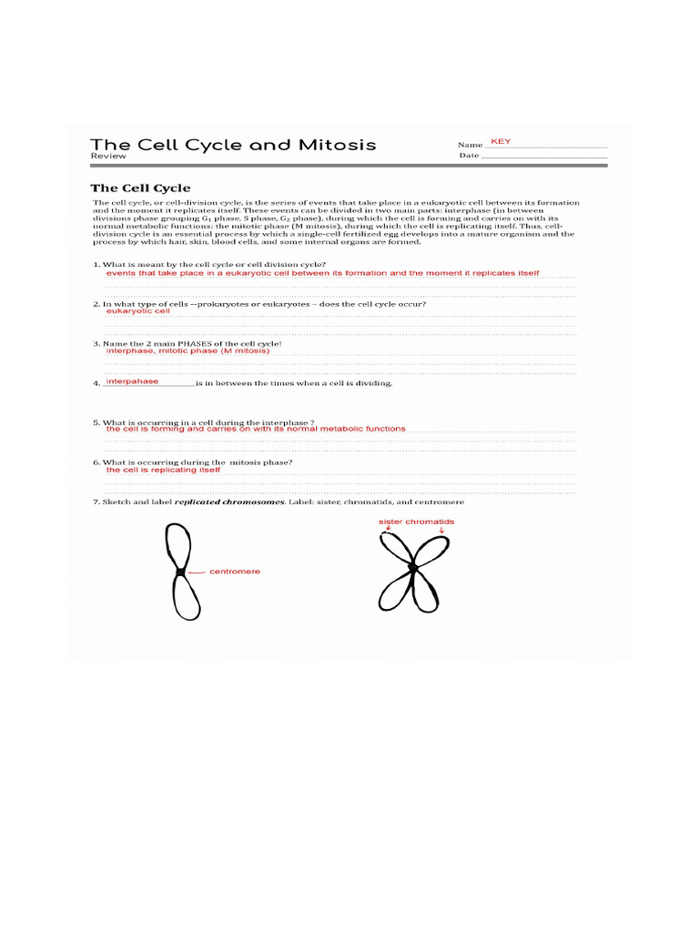 Cell Cycle and Mitosis Worksheet Answer Key - 220163.png | PDF