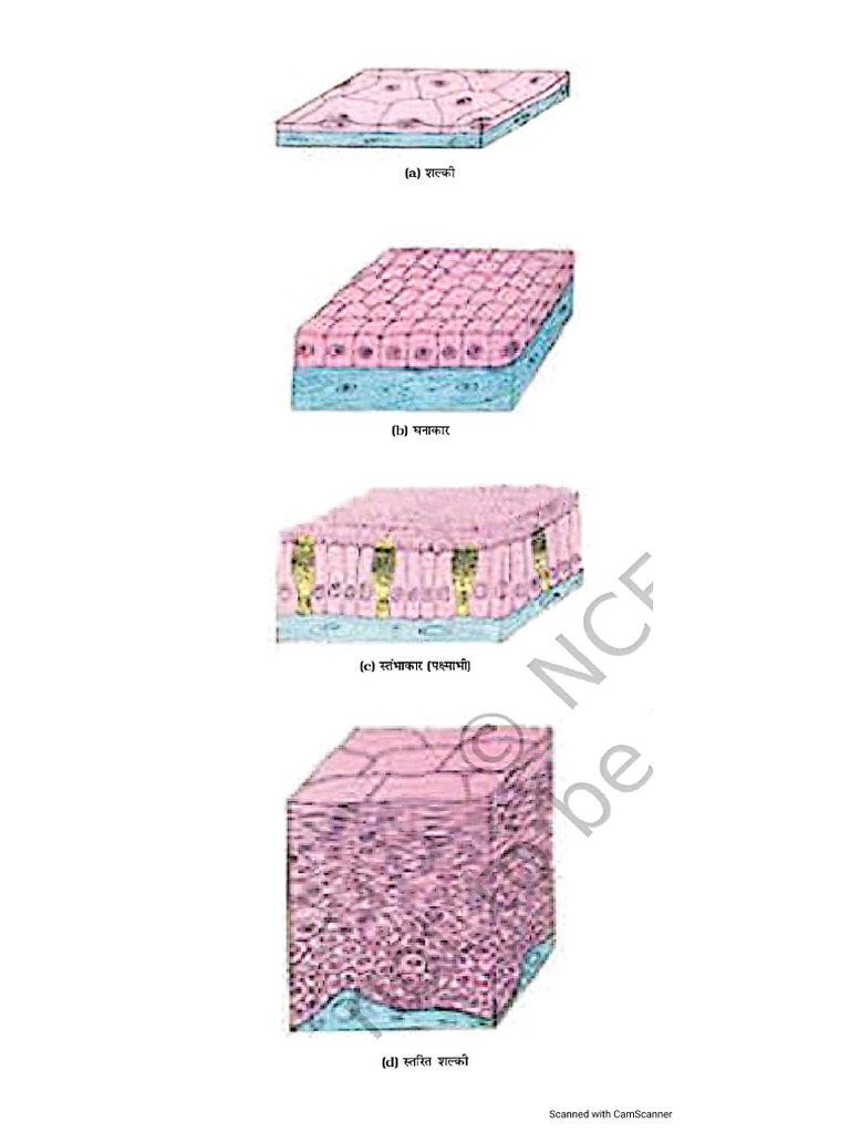Tissue Animal Figure | PDF