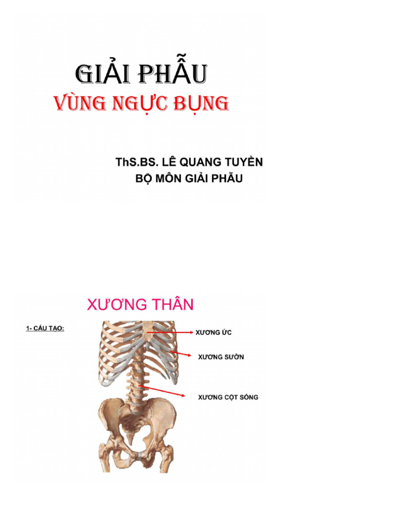 Giai Phau Vung Nguc Bung - Compressed | PDF