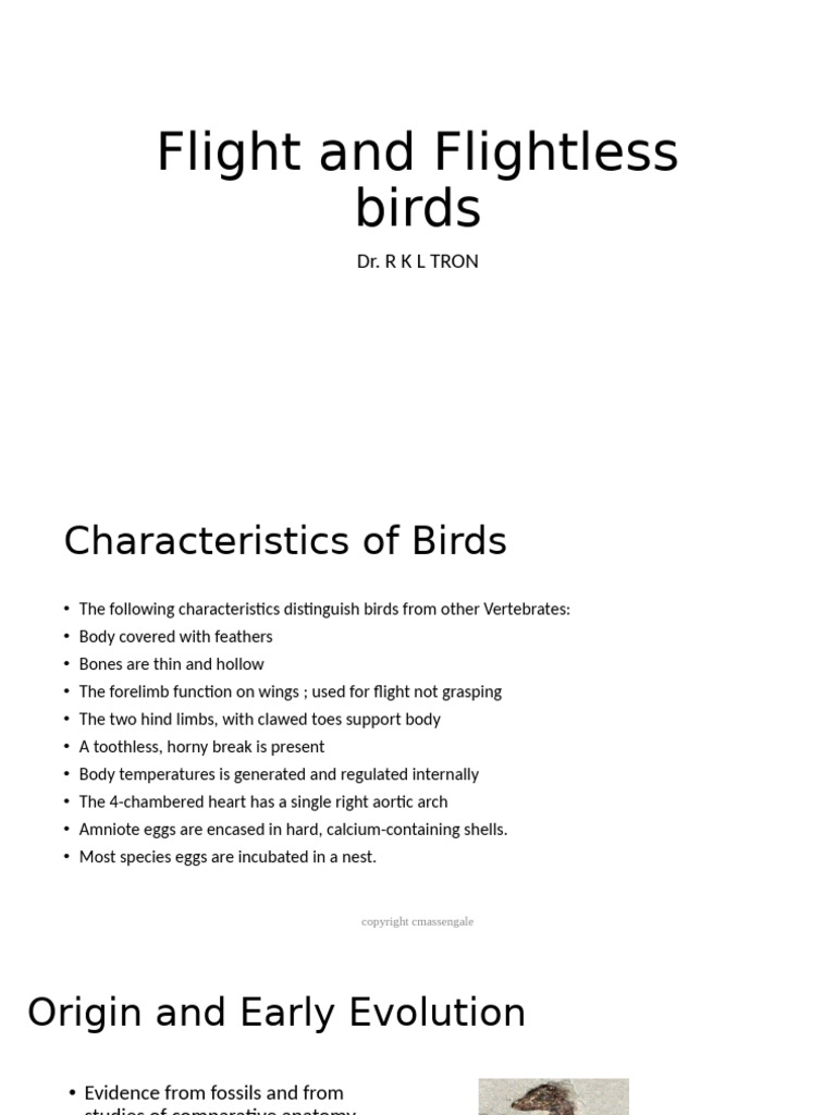 Flight and Flightless Birds | PDF | Birds | Feather