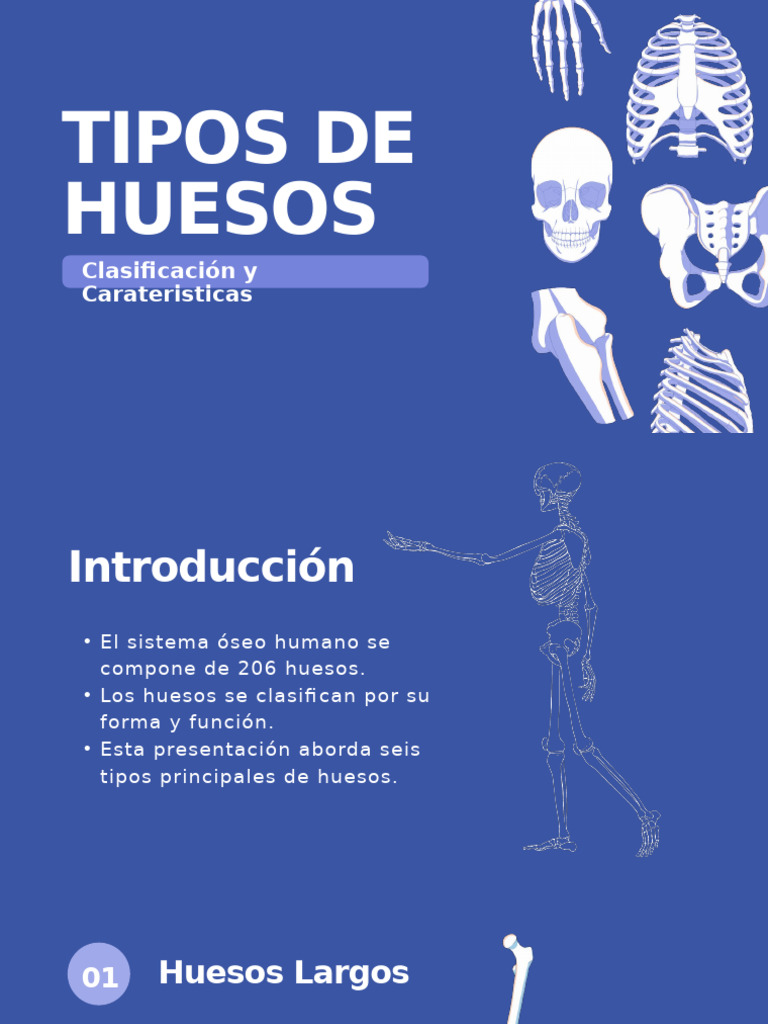Presentación Tipos de Huesos | PDF