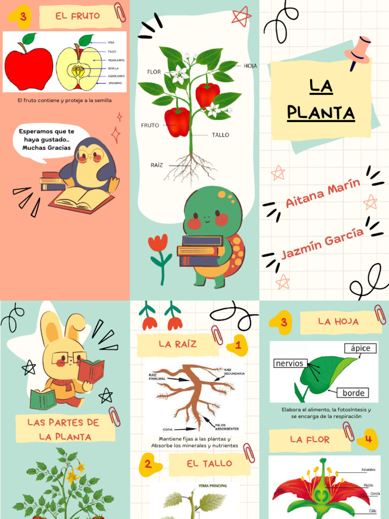 Partes de la Planta y sus Funciones | PDF