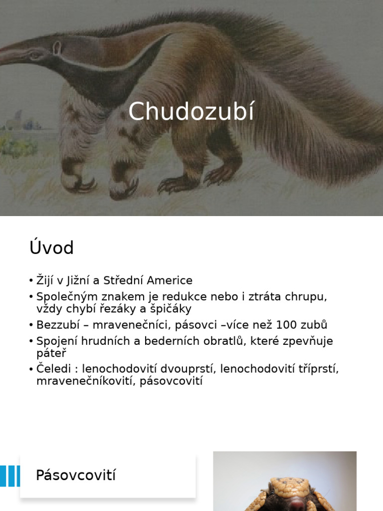Prezentace - Chudozubí - Kopie | PDF