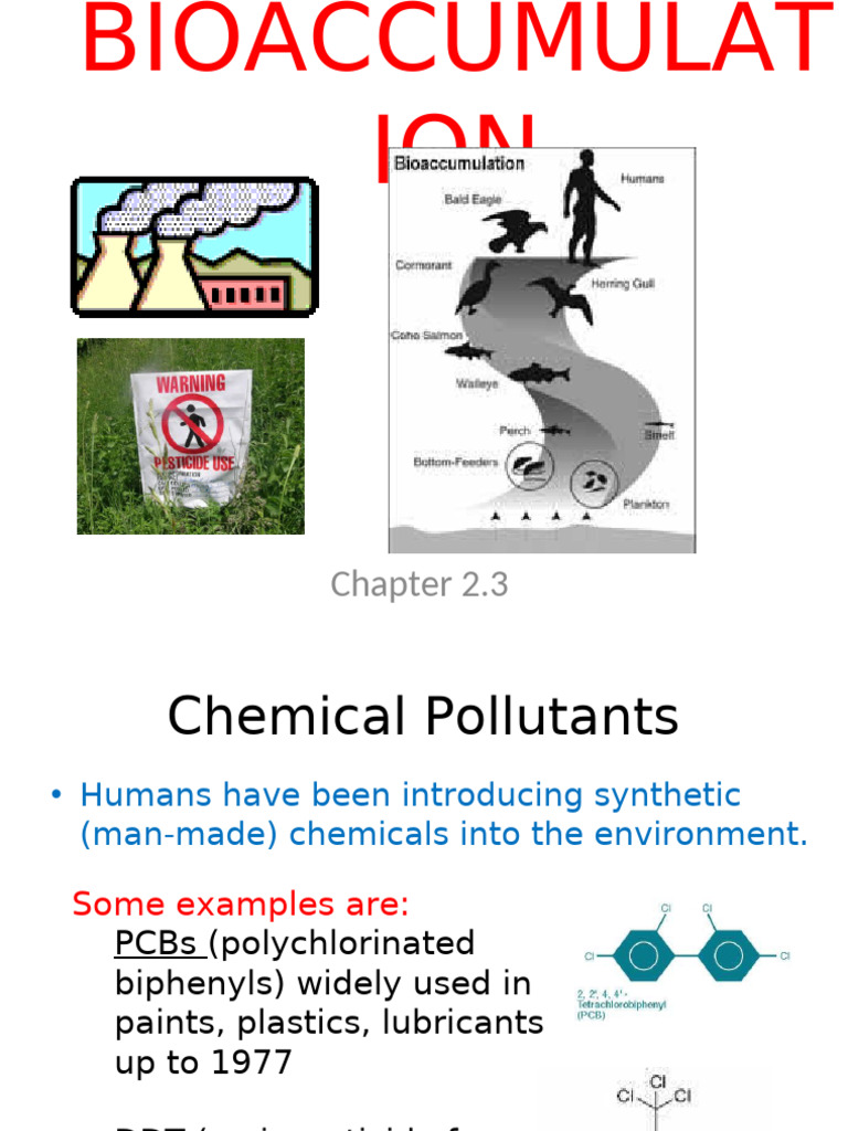 Chemical Pollutants and Bioaccumulation | PDF | Polychlorinated ...