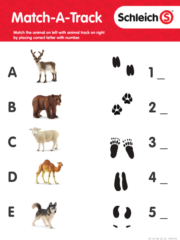 Animal Track Matching Quiz | PDF