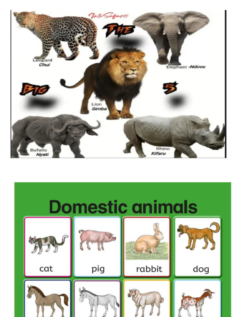 Big 5 and Dometsic Aniomals | PDF