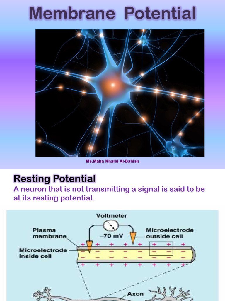 8A Resting Potential & Action Potential - Students | PDF | Action Potential | Depolarization