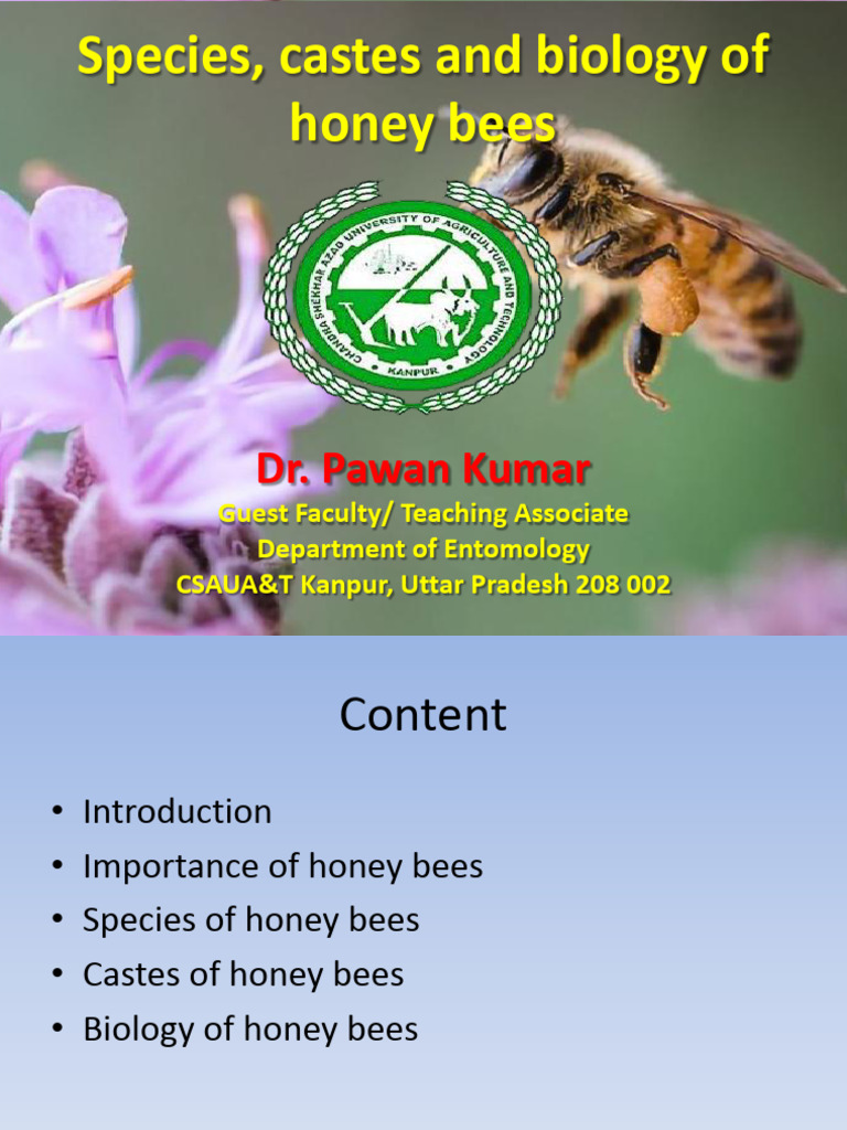 Castes and Biology of Honey Bees | PDF | Honey Bee | Pupa