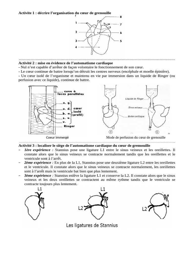 Organisation et automatisme du cœur de grenouille | PDF