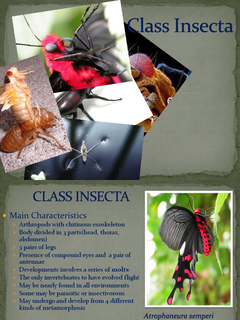 Class Insecta | PDF | Insects | Fly