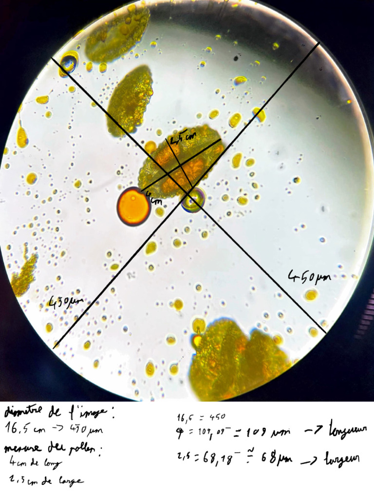 Pollen V 1 | PDF