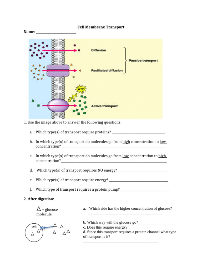 Active Faciliated and Diffusion Transport Wkst MF | PDF | Cell Biology ...