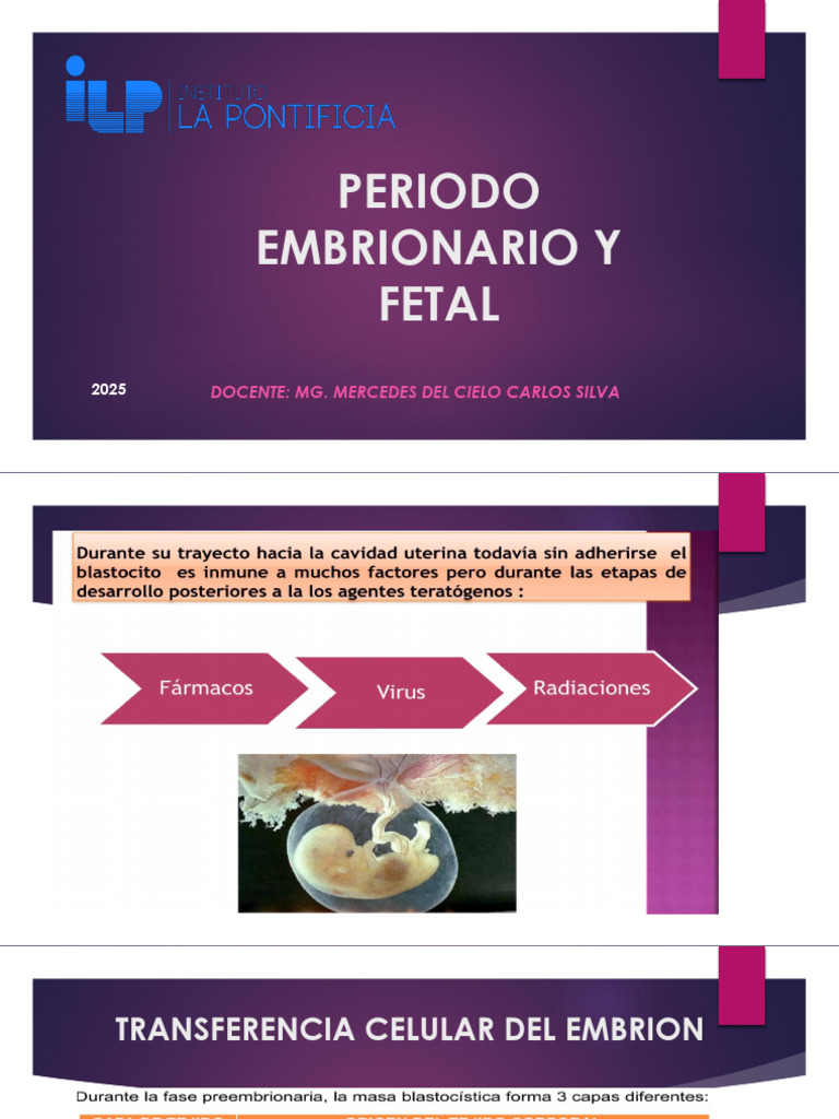 7ss PERIODO EMBRIONARIO Y FETAL | PDF