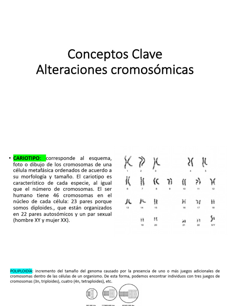 Ficha Conceptos - Alteraciones Cromosomicas - 7101708 | PDF | Cromosoma | Cariotipo