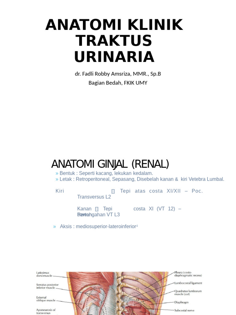 Anatomi Traktus Urinarius Manusia | PDF