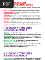 Ángulo de Louis | PDF | Tórax | Anatomía humana