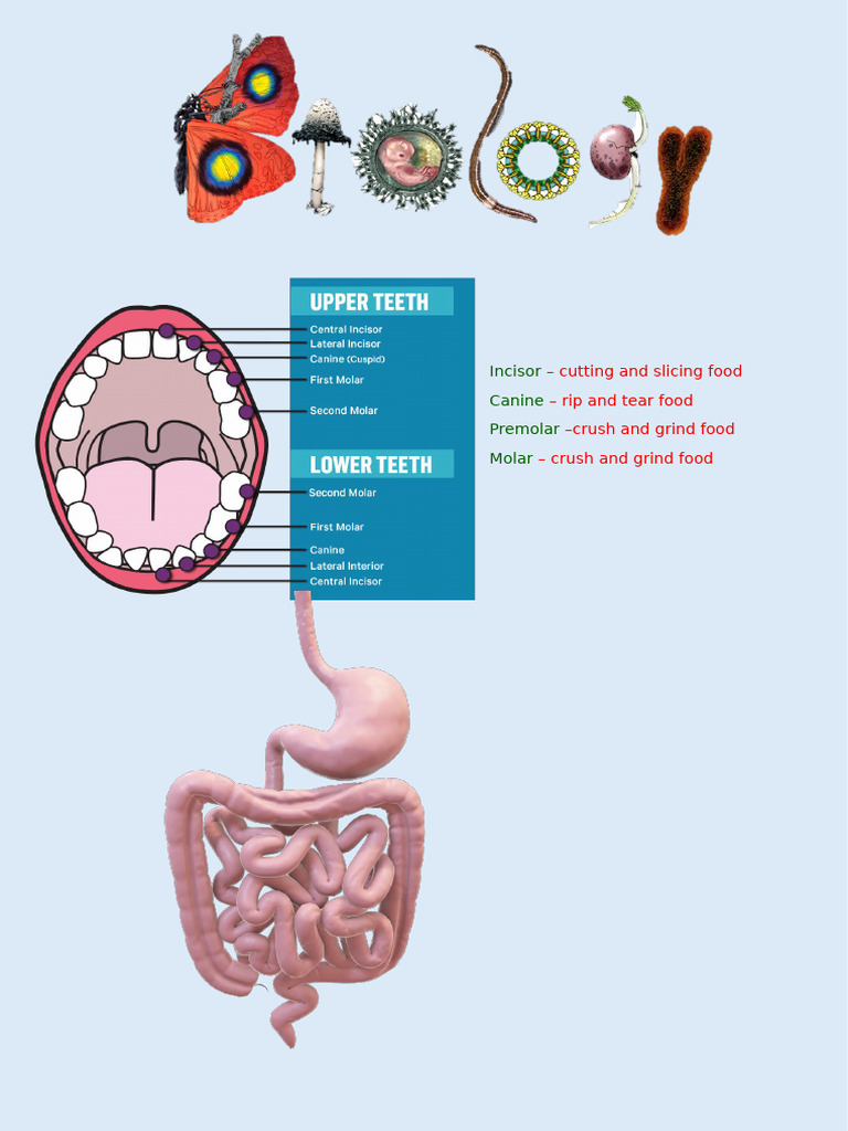 Biology Revision | PDF