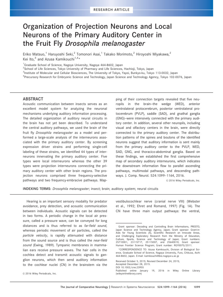 Organization of Projection Neurons and Local Neurons of The Primary ...