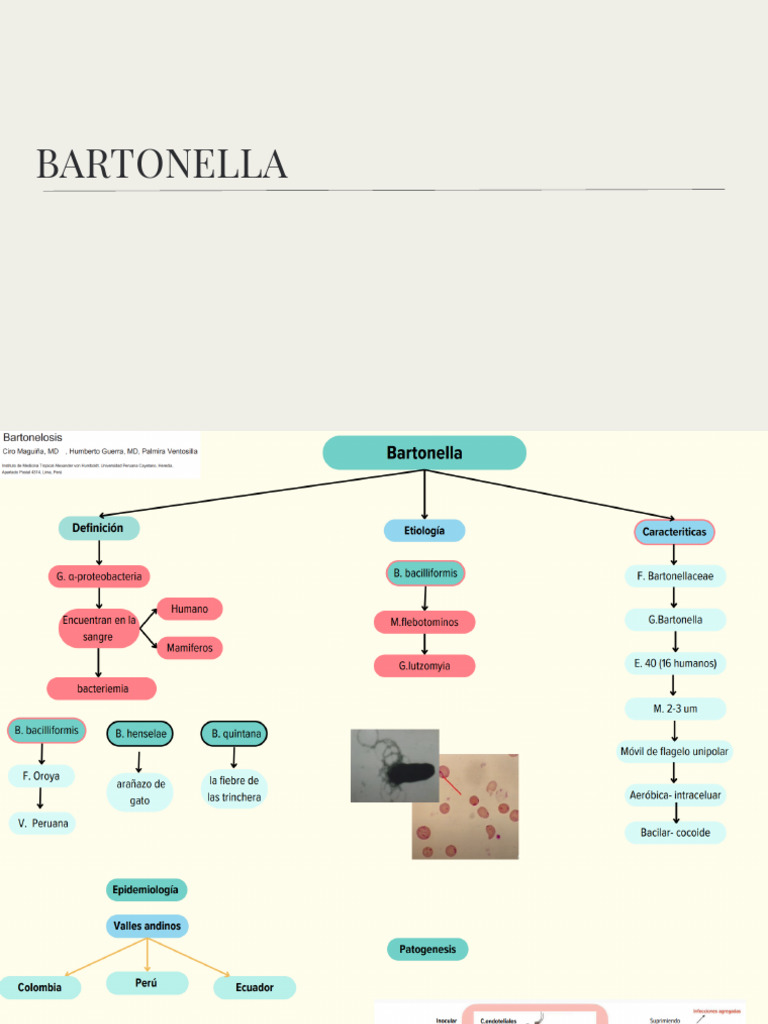 BARTONELLA | PDF