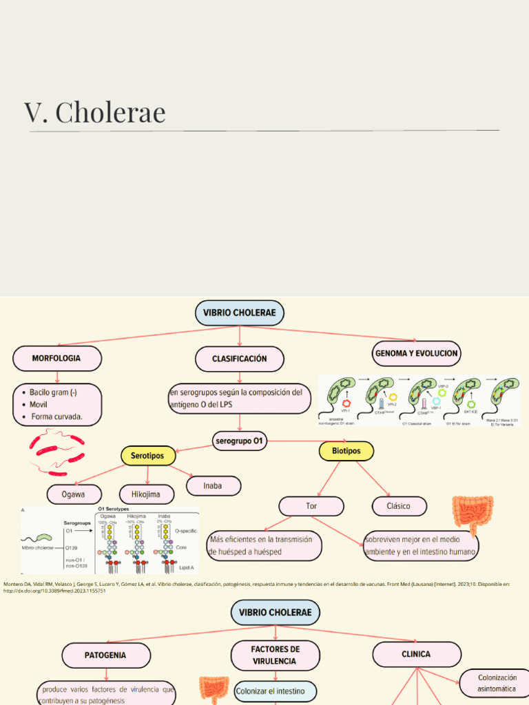 V. Cholerae | PDF
