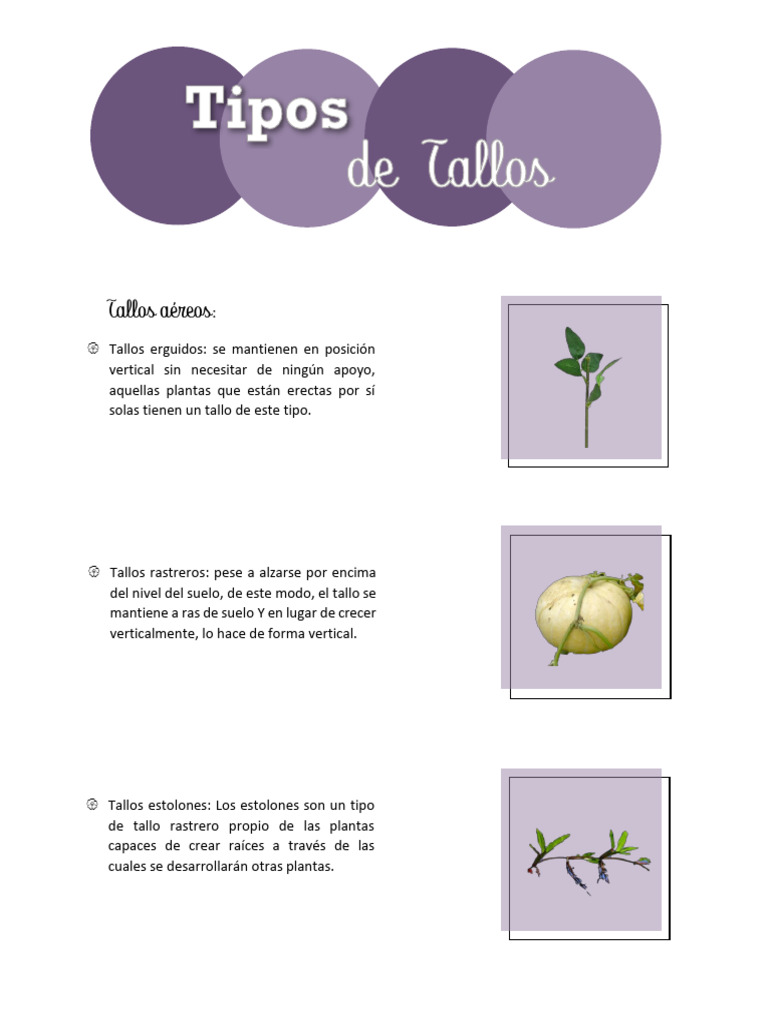 Tallo y Flor (Tipos) | PDF | Tallo de la planta | Arboles