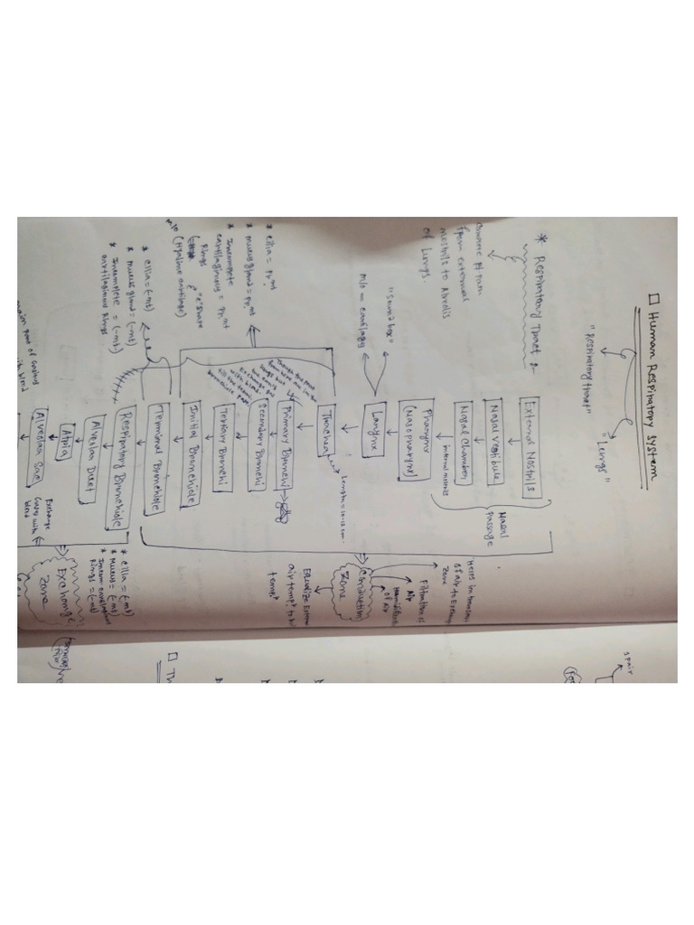Human Respiratory | PDF